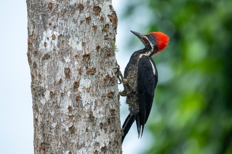 Socant: Tot mai multe orase mari ale lumii folosesc inregistrari cu ...